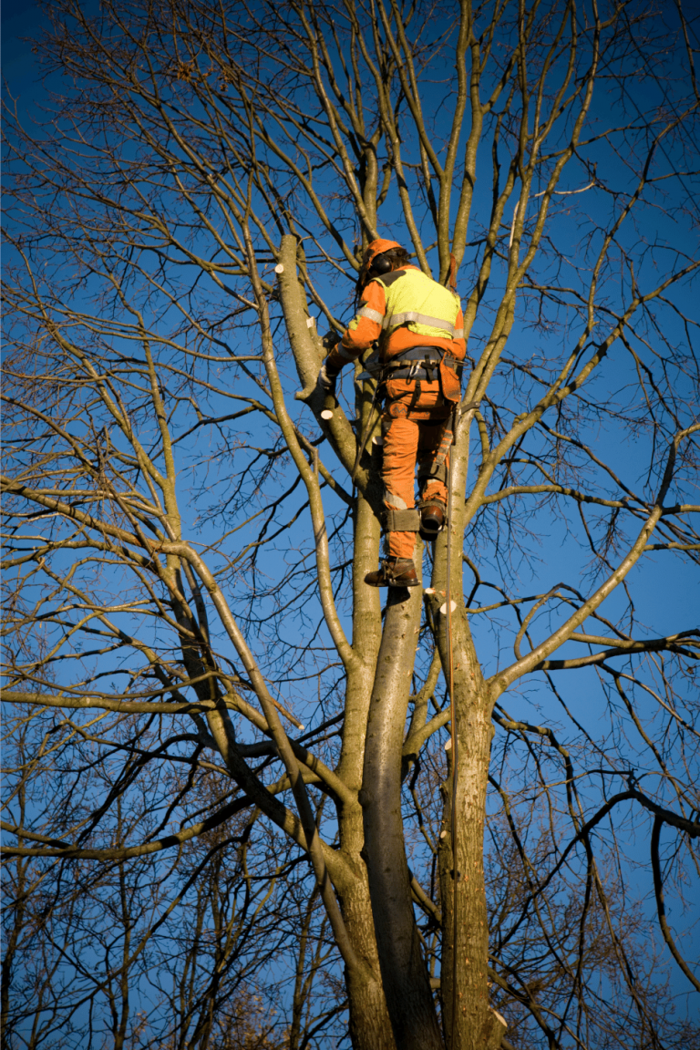 Tree Crown Reduction - Ashford Tree Care